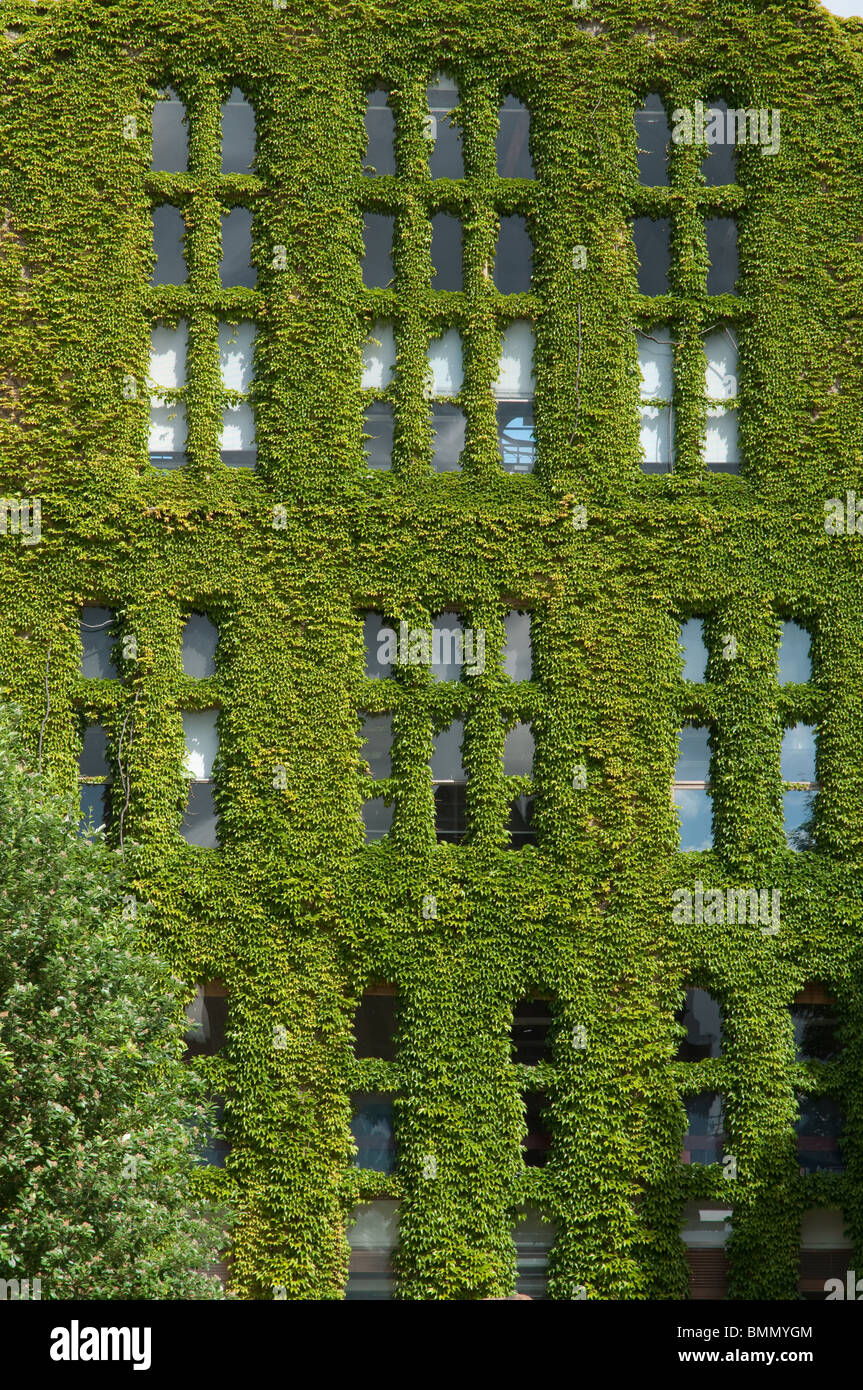 Vine clad building.Beyer Building, Old Quadrangle,The University of ...