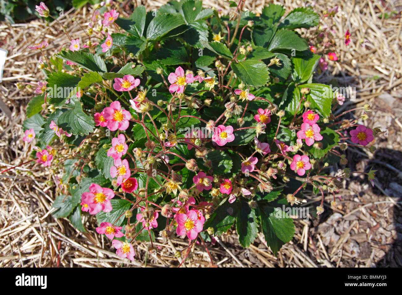 Panda plant hi-res stock photography and images - Alamy