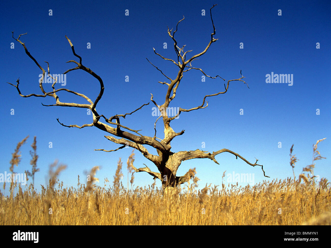 Old Oak tree rises from the Marsh at Iken on the banks of the River ...