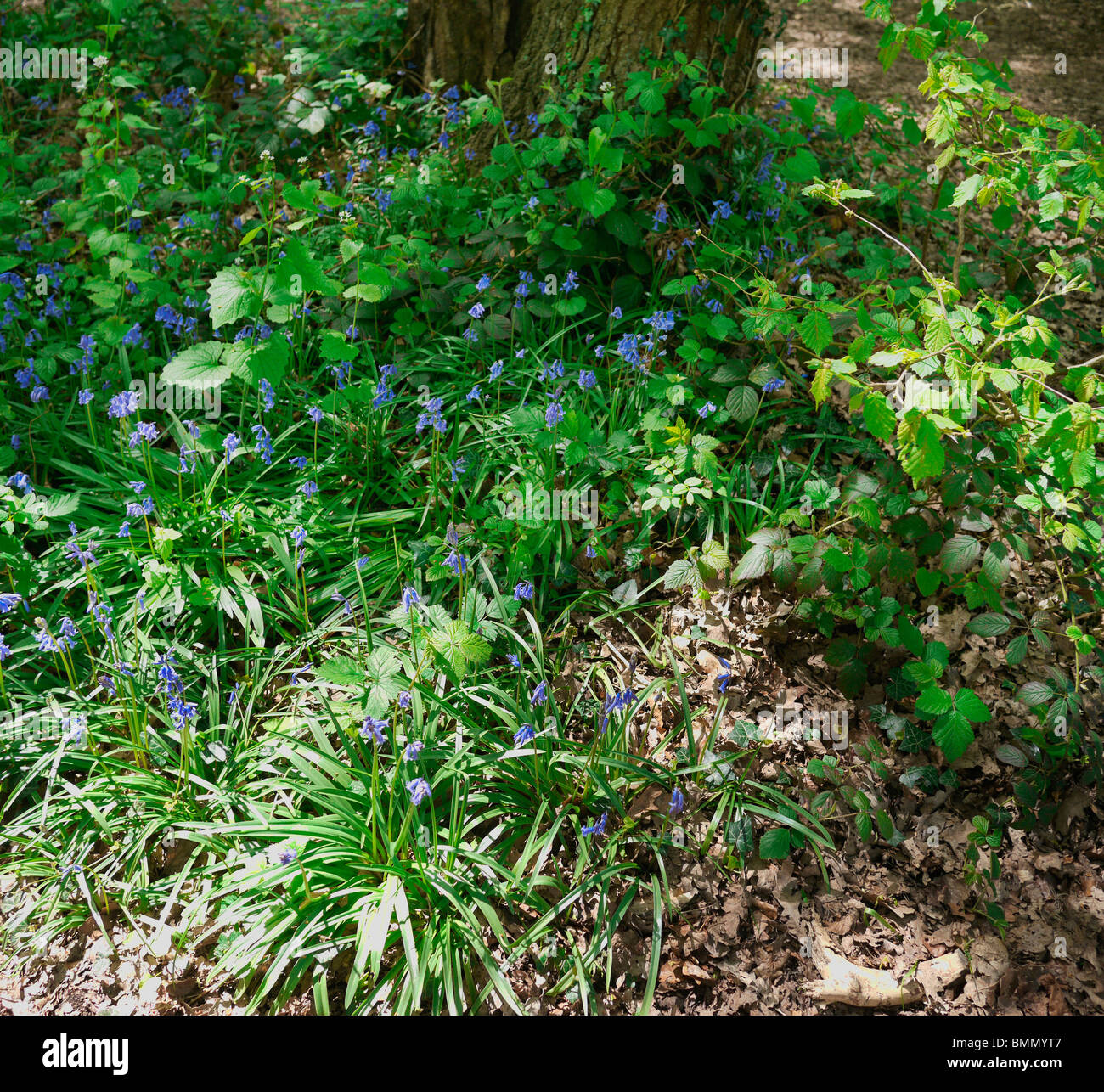 bluebells in wood green leaves trees behind Stock Photo - Alamy