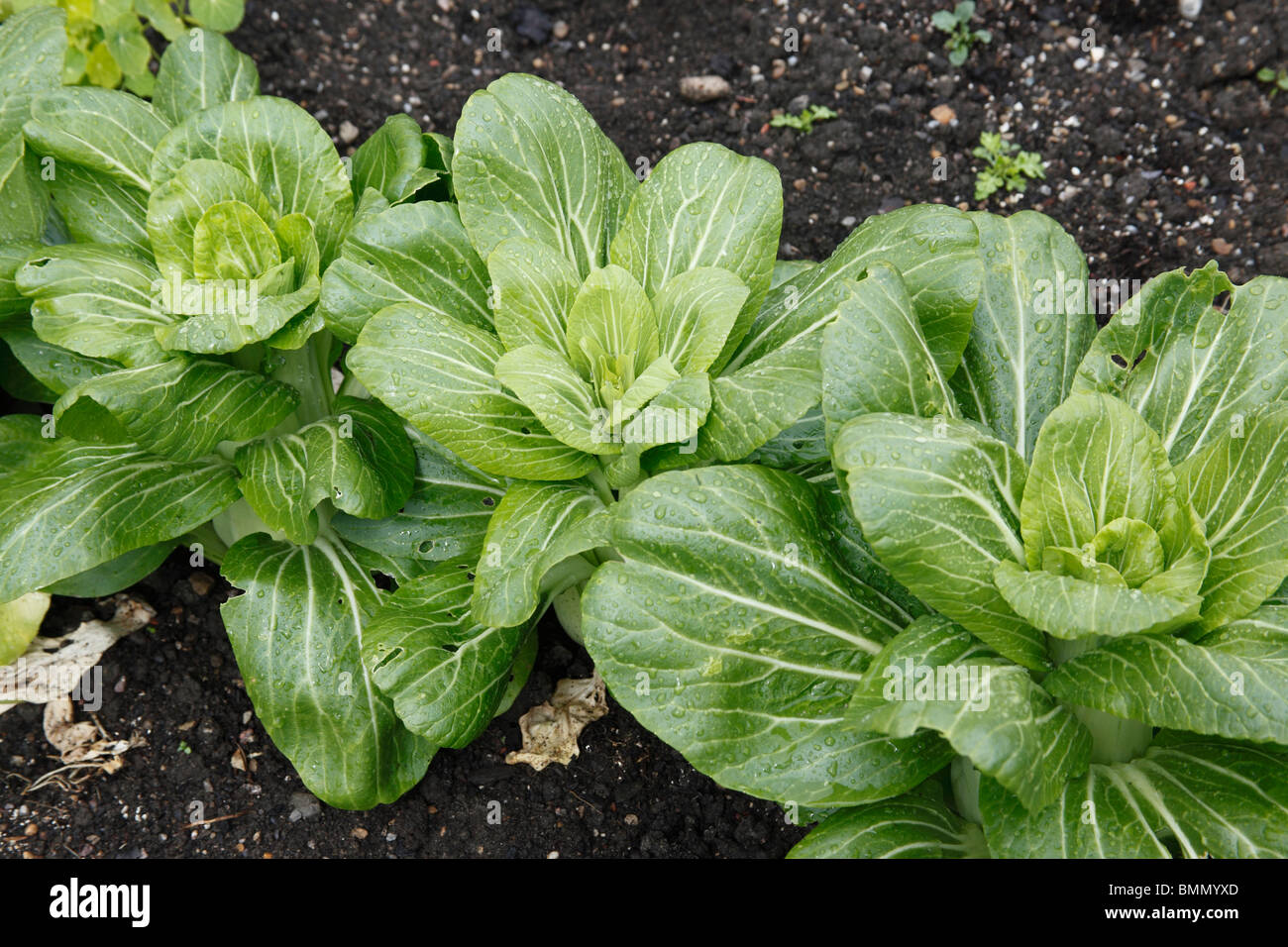 Yuushou hi-res stock photography and images - Alamy