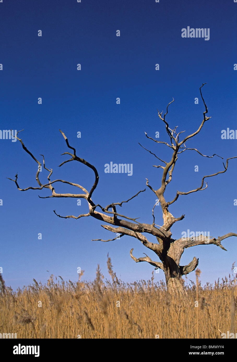 Old Oak tree rises from the Marsh at Iken Stock Photo - Alamy