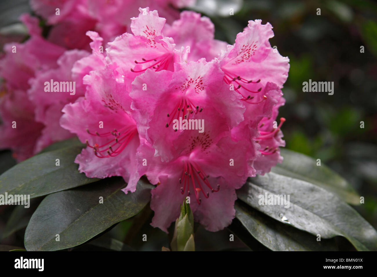 rhododendron pink pearl close up of flowers Stock Photo - Alamy