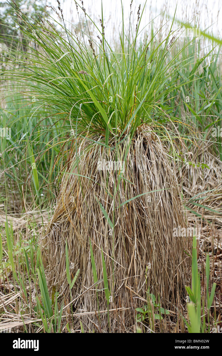 Greater tussock sedge (Carex paniculata) close up of plant Stock Photo ...