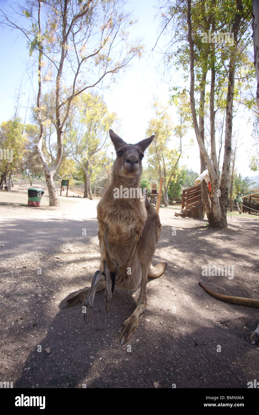 Gan Guru ,Nir David. paun Stock Photo - Alamy