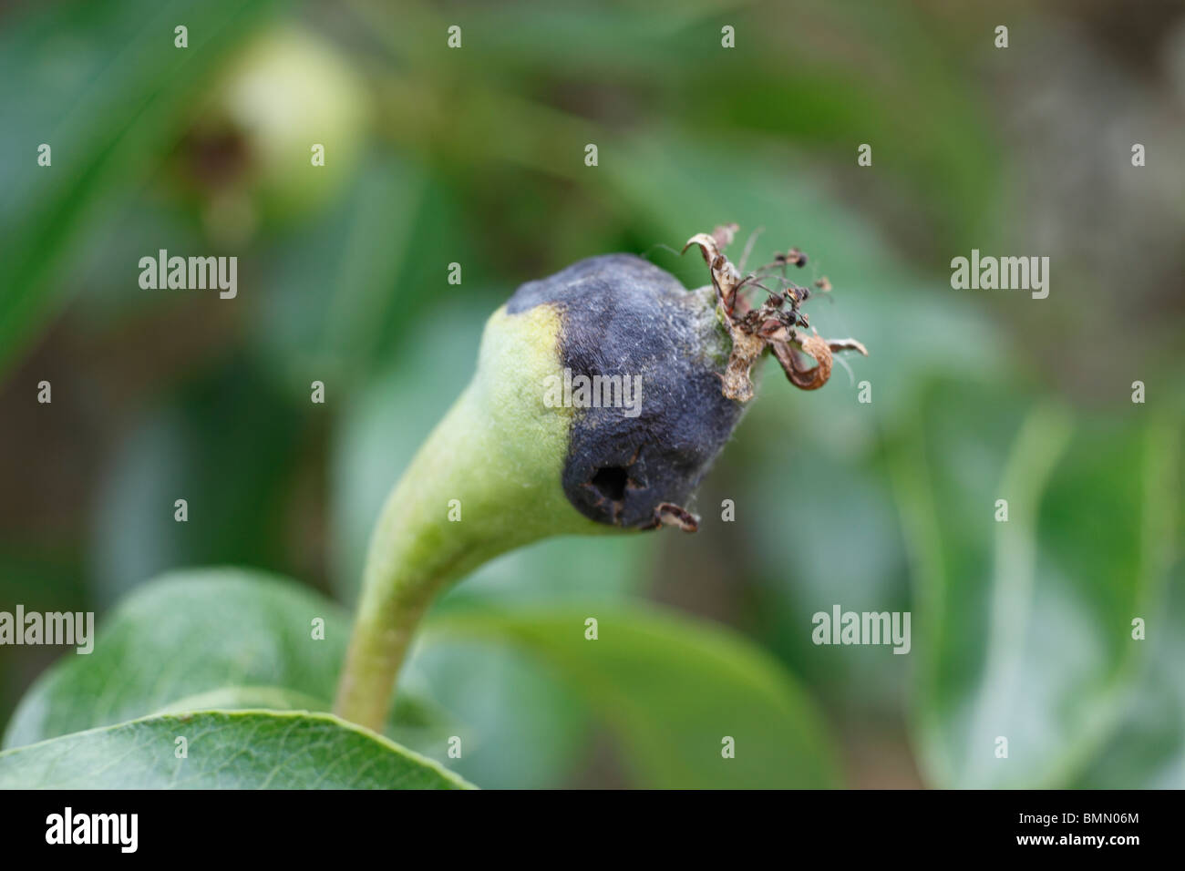 pear midge (Contarinia pyrivora) fruitlet with external signs of attack ...