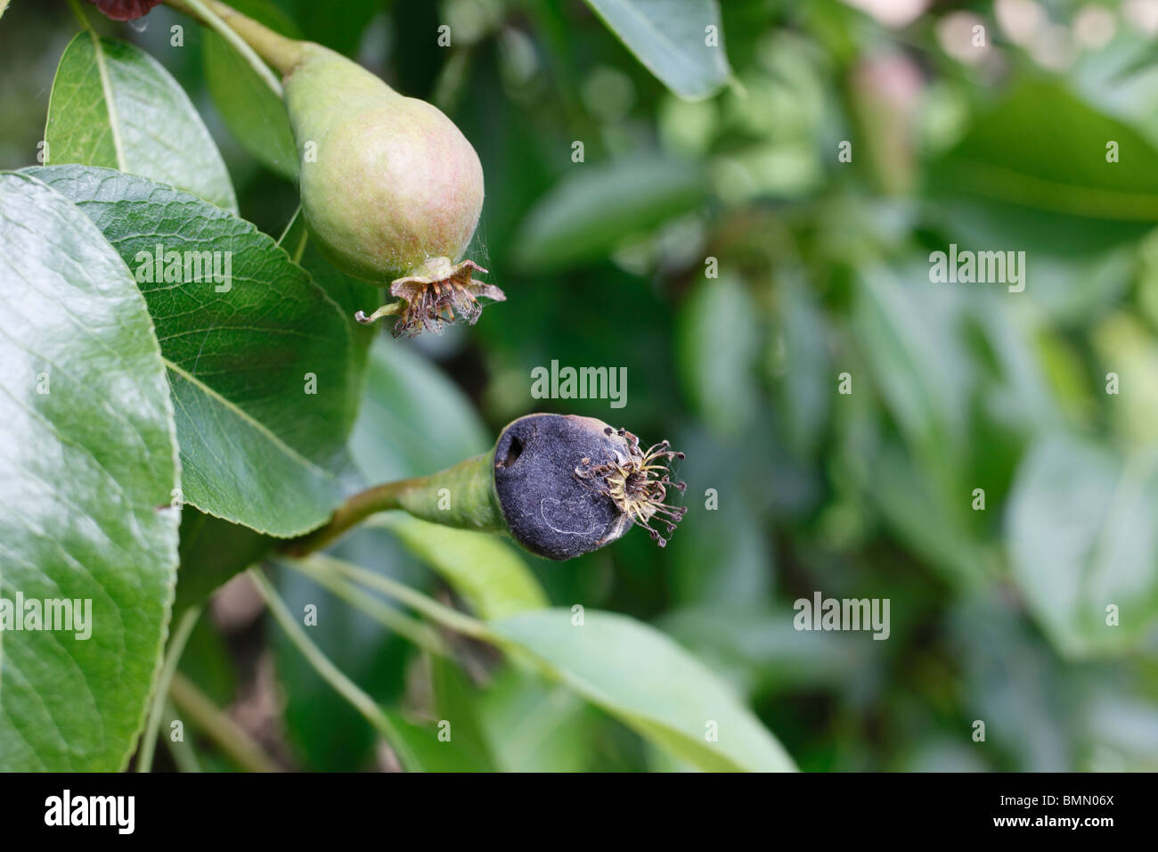 pear midge (Contarinia pyrivora) fruitlet with external signs of attack ...