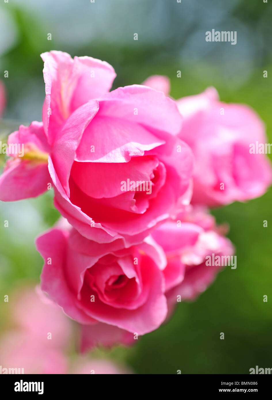 Rose "Pink Cloud Stock Photo - Alamy