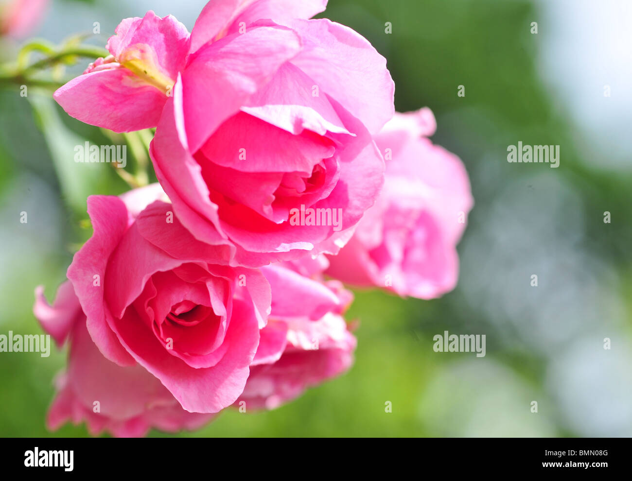 Rose "Pink Cloud Stock Photo - Alamy