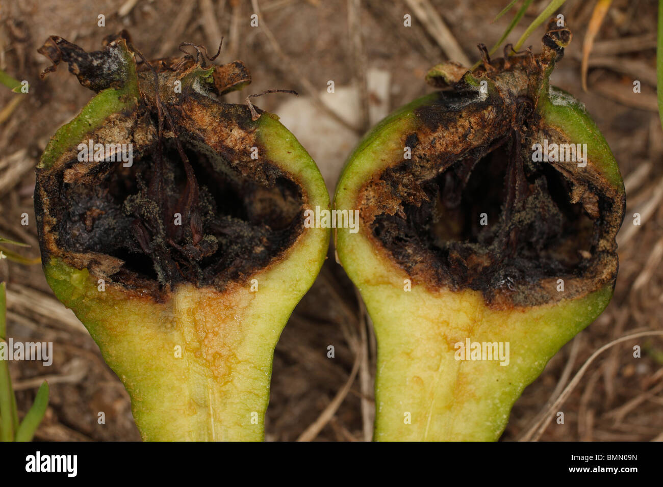 Contarinia hi-res stock photography and images - Alamy