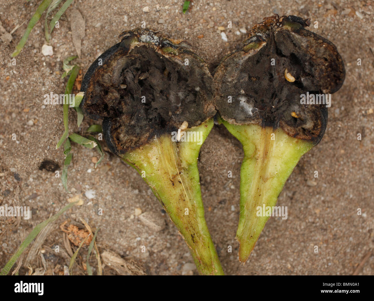 pear midge (Contarinia pyrivora) section through fruitlet showing live ...