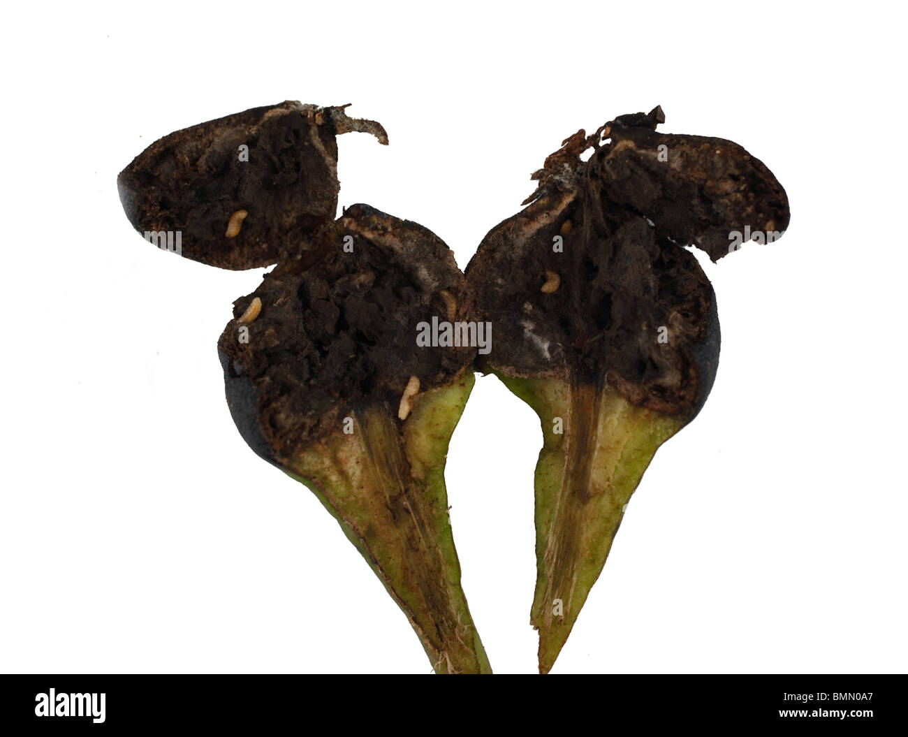 pear midge (Contarinia pyrivora) showing live larvae in sectioned ...