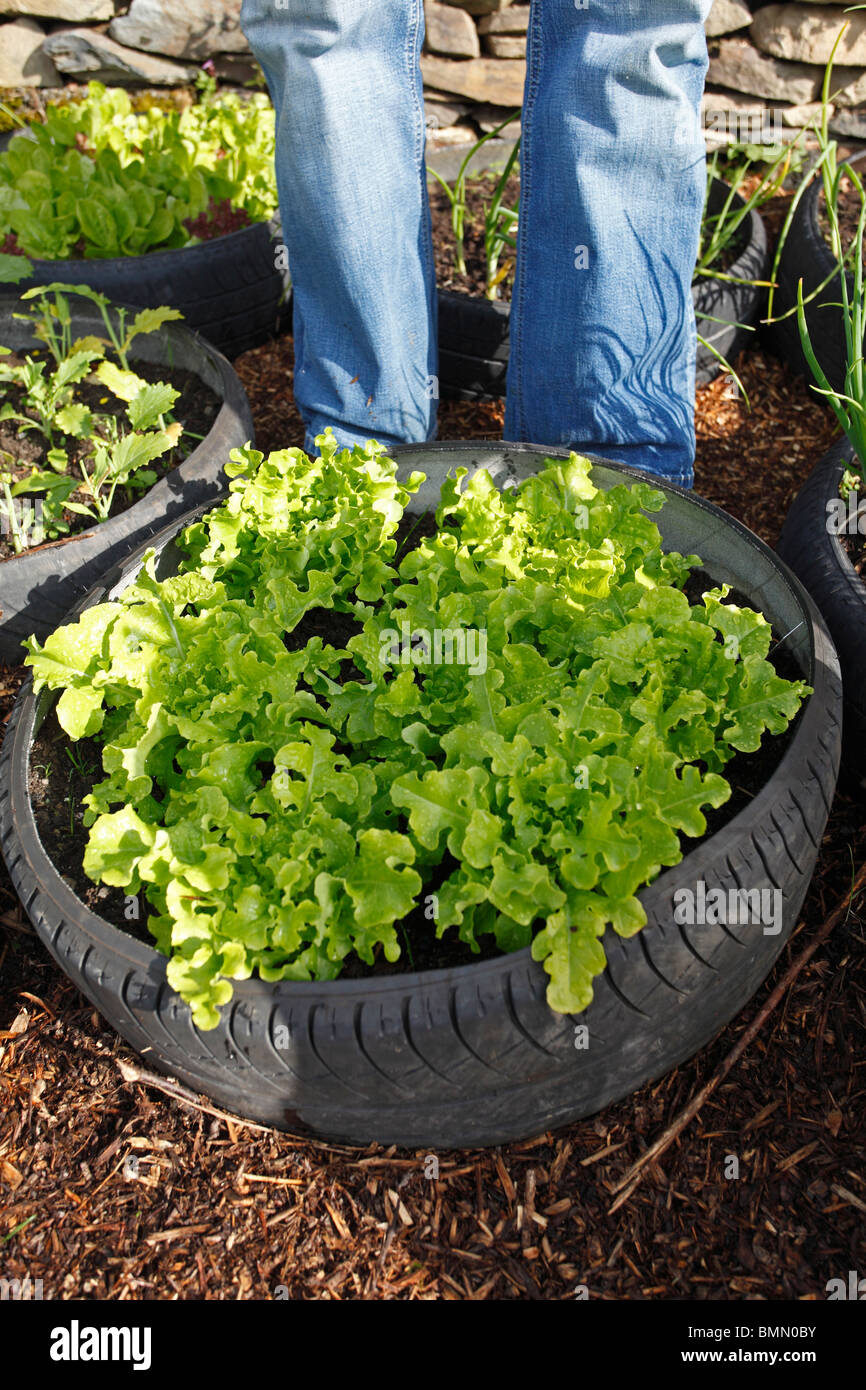 cut and come again lettuce growing in tyres Stock Photo - Alamy