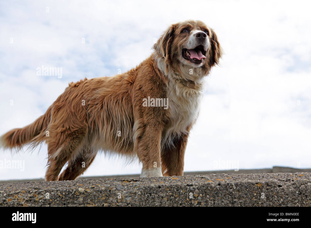 dog at Teelin Harbour, Co. Donegal, Republic of Ireland Stock Photo - Alamy
