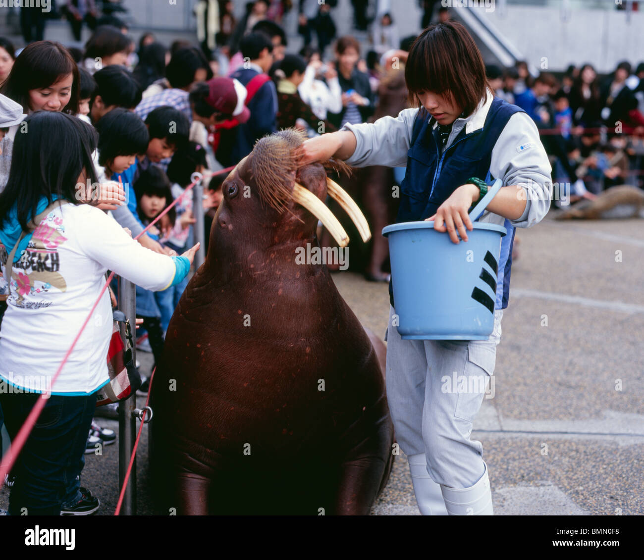 Petting and feeding Walrus Umitamago Aquarium, Oita, Japan Stock Photo ...