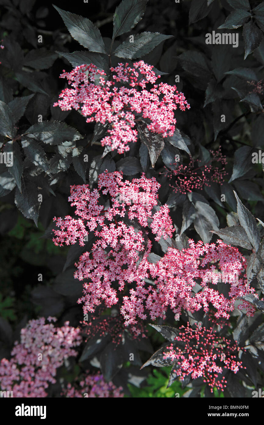 Nigrus hi-res stock photography and images - Alamy