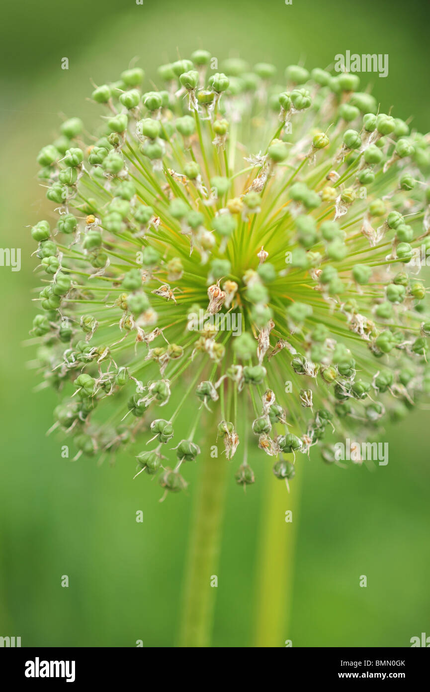 Allium giganteum, also known as Giant Onion Stock Photo - Alamy