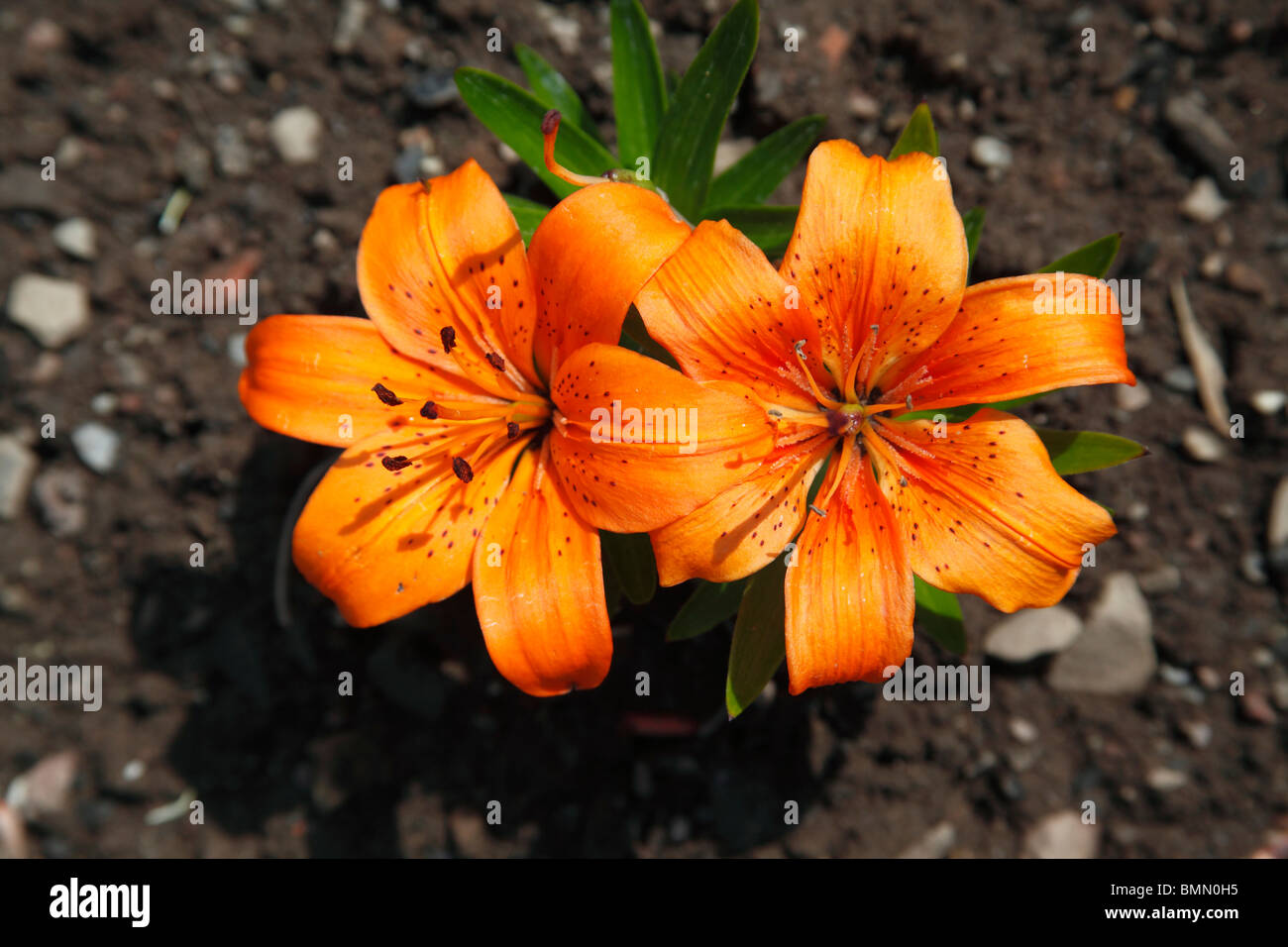 Lilium Orange pixie close up of flowers Stock Photo - Alamy