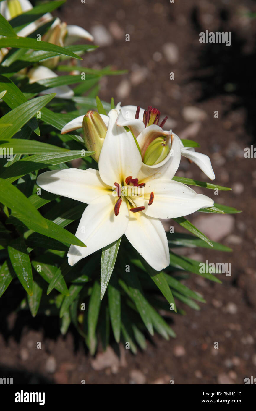 Lillium High Resolution Stock Photography and Images - Alamy
