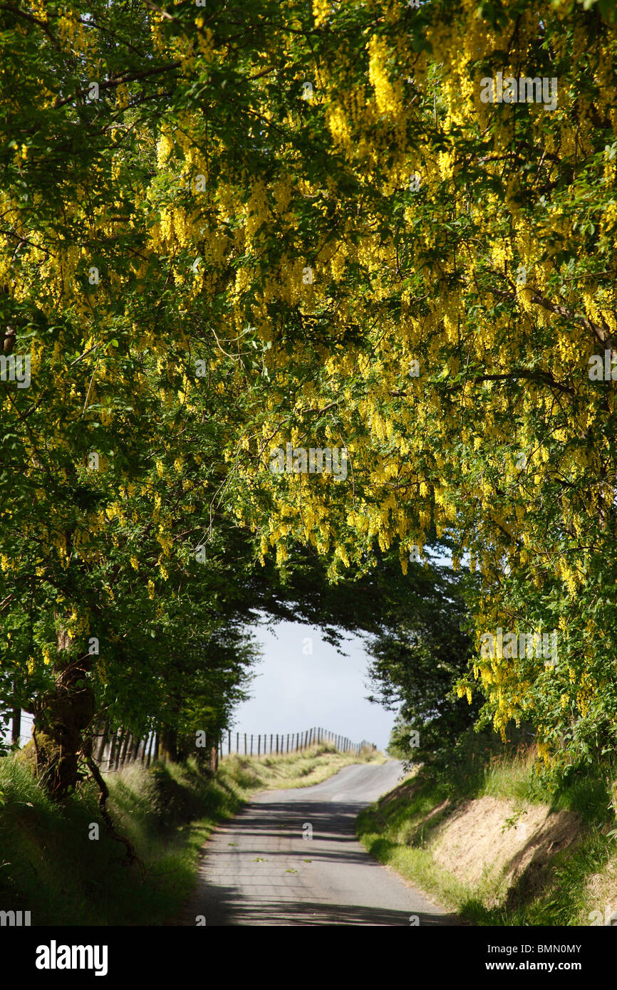 Laburnum arch hi-res stock photography and images - Alamy