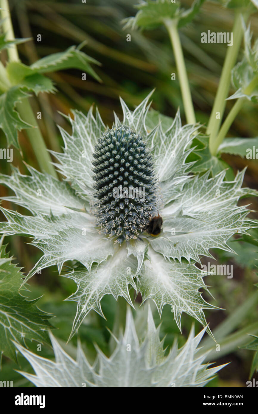 Eryngium gigantium silver ghost hi-res stock photography and images - Alamy