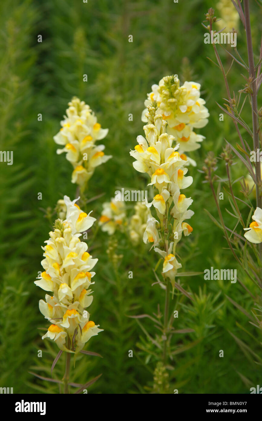 Yellow toadflax (Linana vulgaris) plant in flower Stock Photo - Alamy
