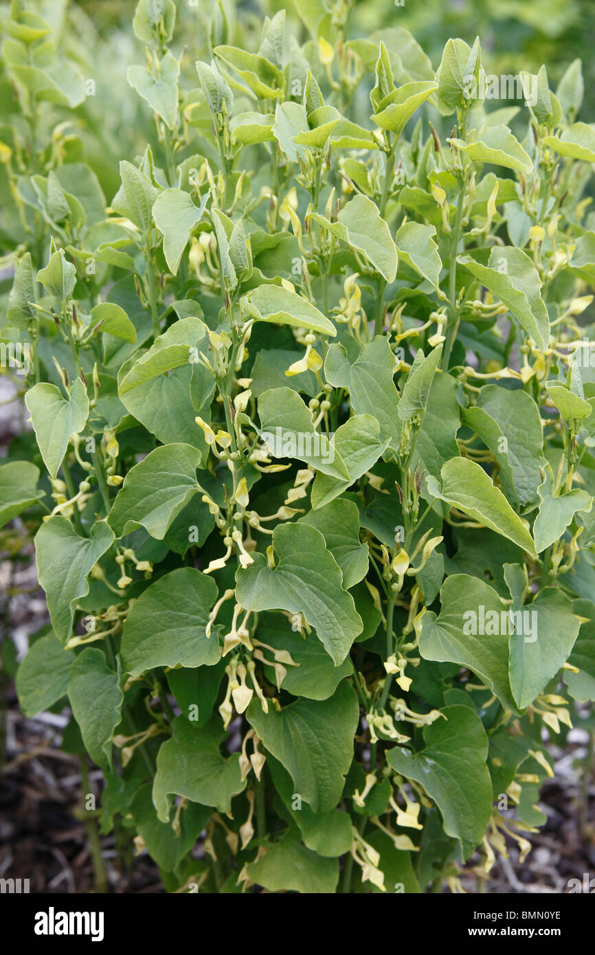 Birthwort hi-res stock photography and images - Alamy