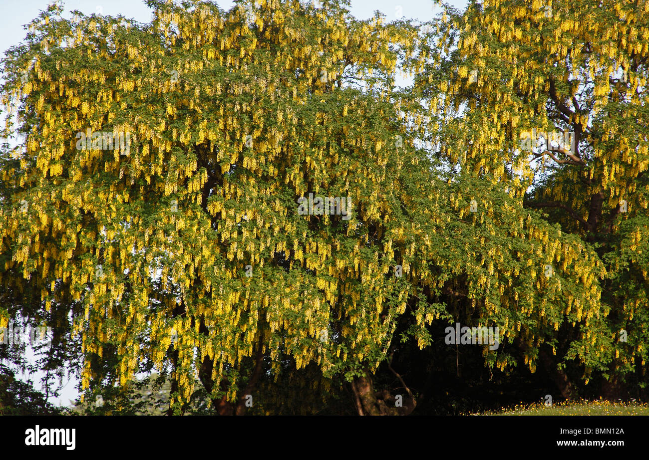 Laburnum tree hi-res stock photography and images - Alamy