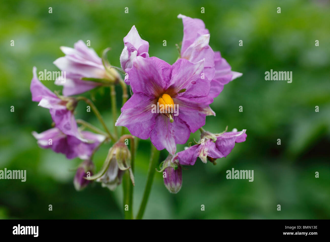 Potato Maris peer close up of flower Stock Photo - Alamy