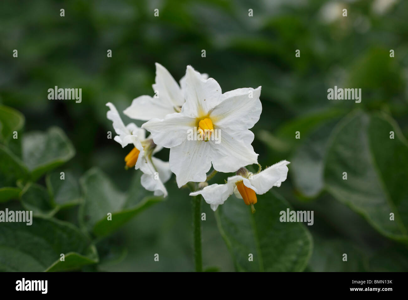 Potato Maris bard close up of flower Stock Photo - Alamy