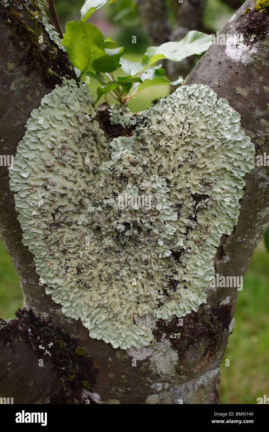 Lichen tree hi-res stock photography and images - Alamy