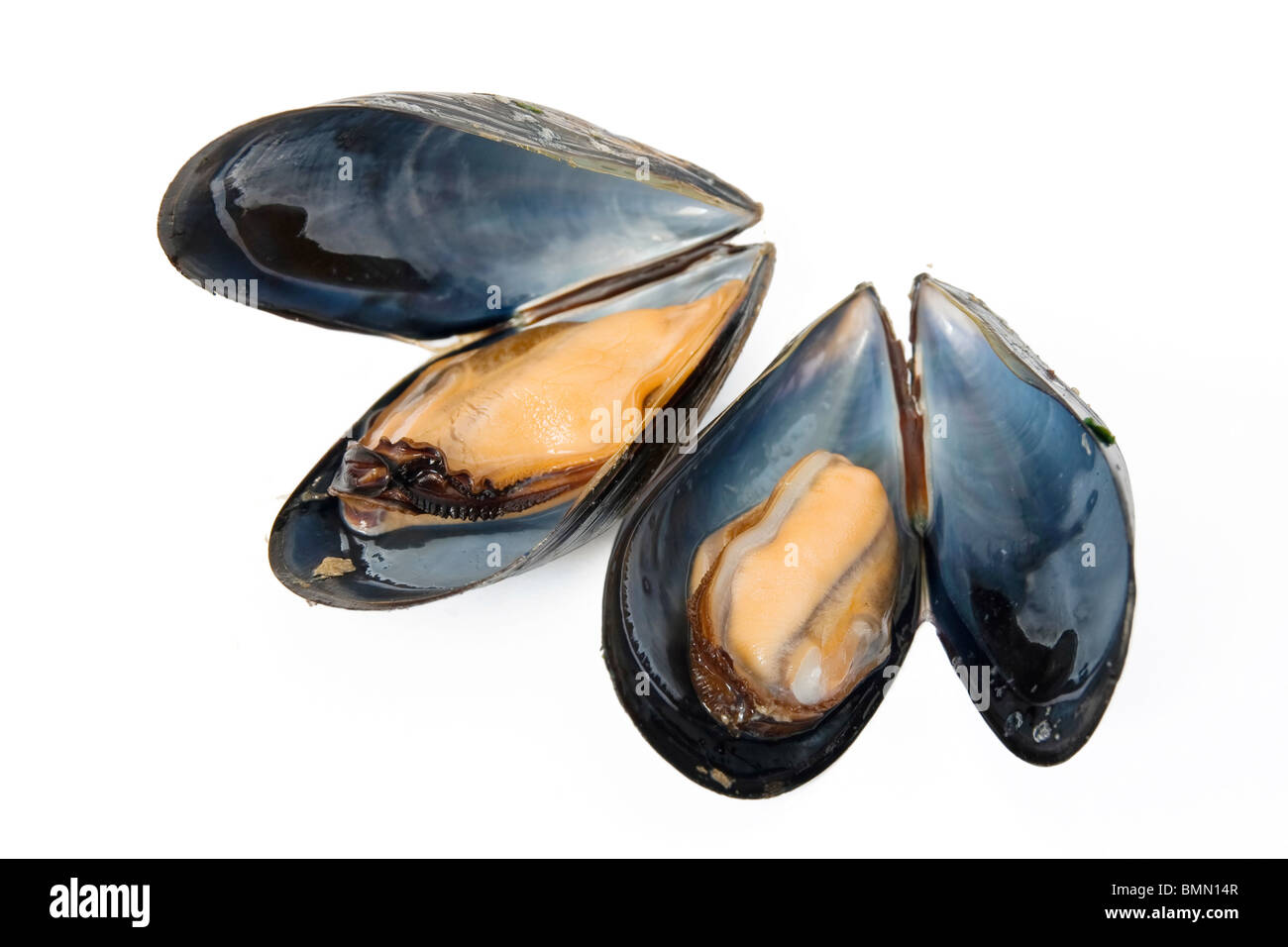 close up of fresh boiled mussels isolated on white background Stock ...
