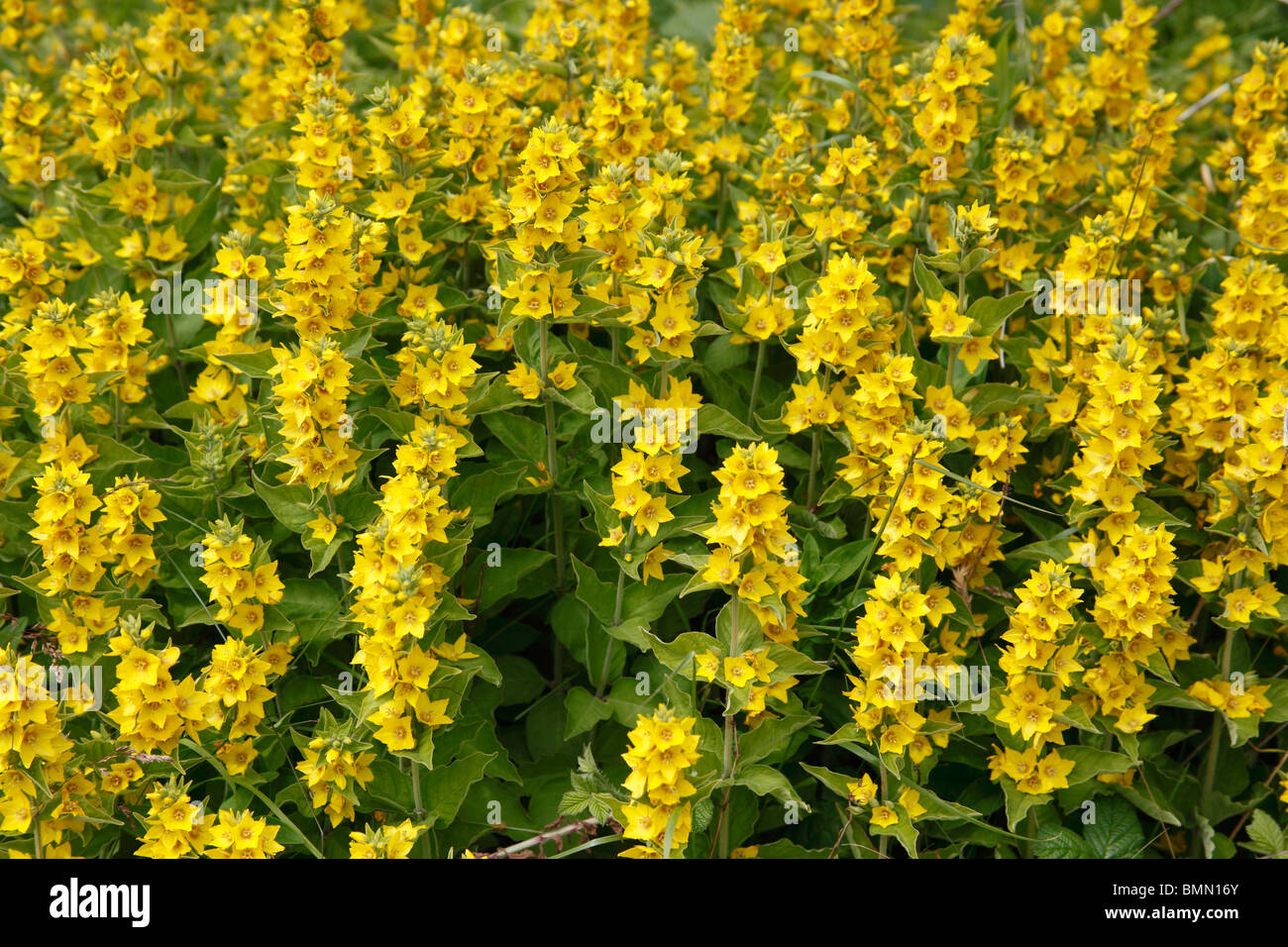 Yellow loosestrife hi-res stock photography and images - Alamy