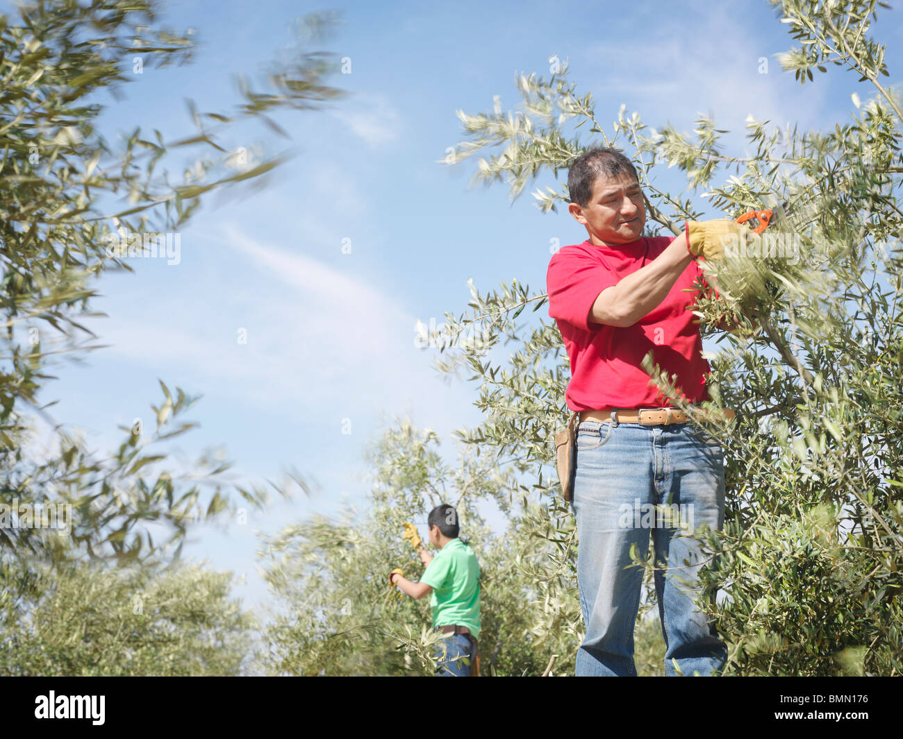 Pre pruning hi-res stock photography and images - Alamy