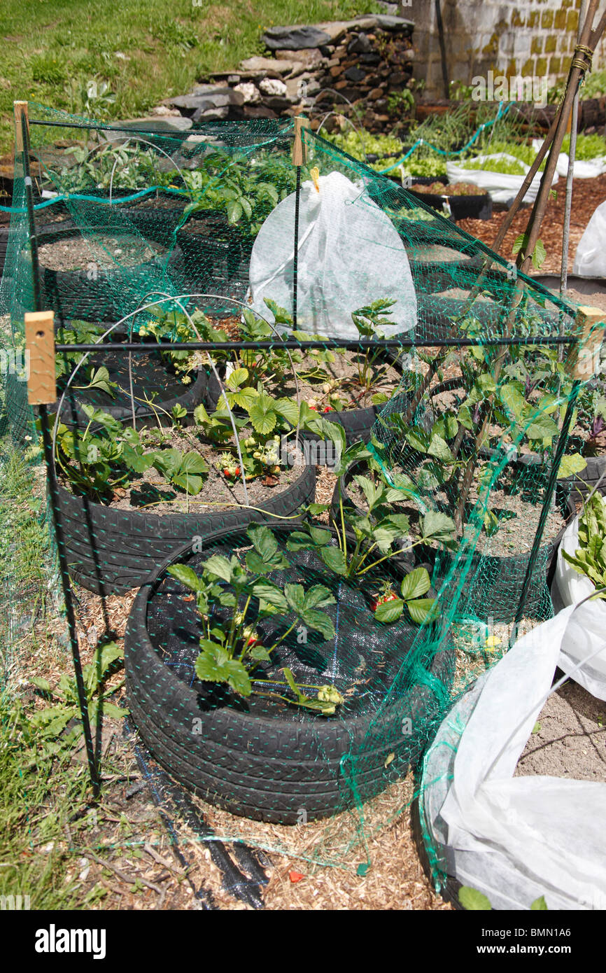 Temperory strawberry cage made from carbon fibre poles and wooden ...