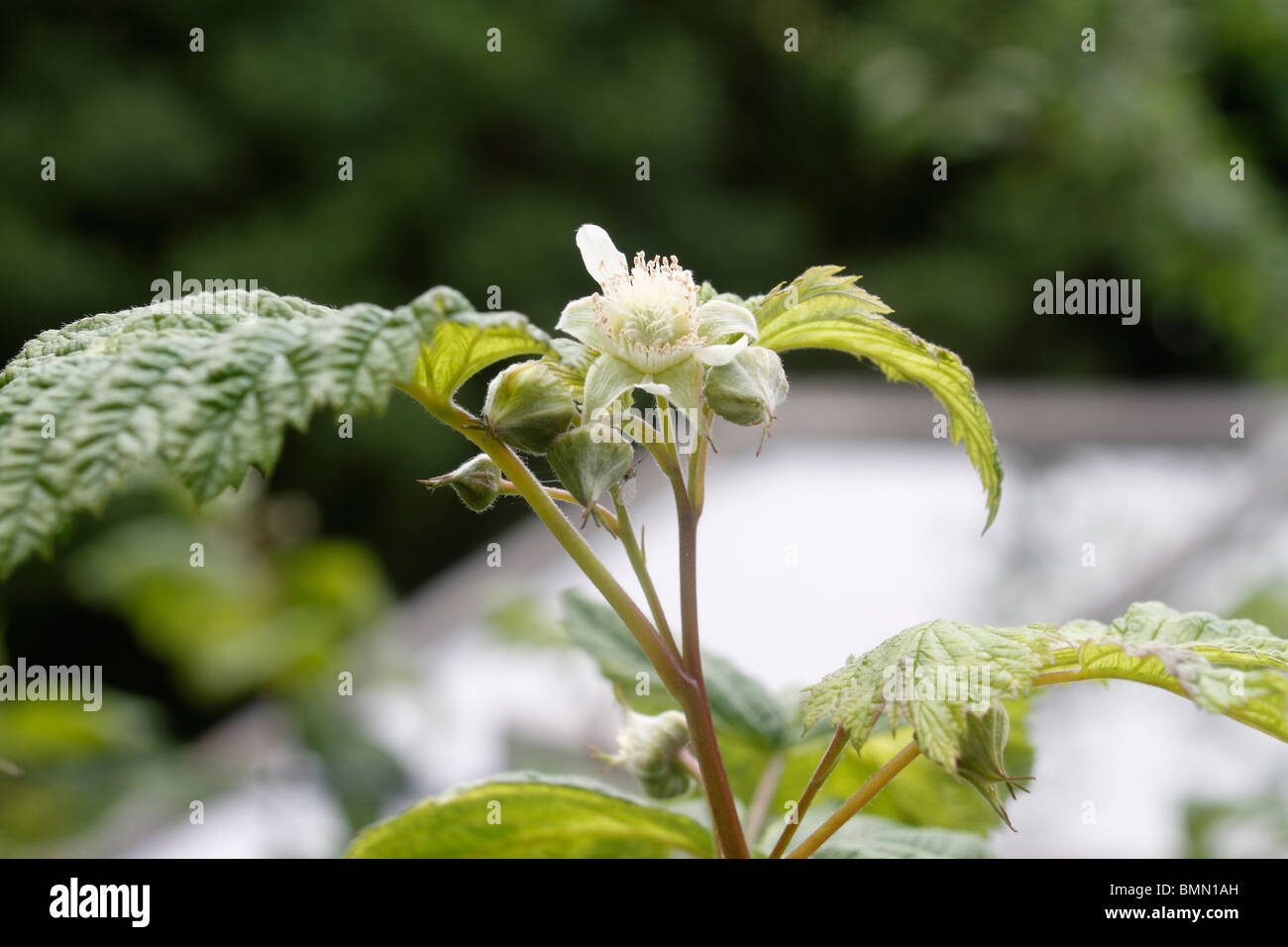 old flower and new buds. Raspberry plant Rubus Idaeobatus a perennial ...