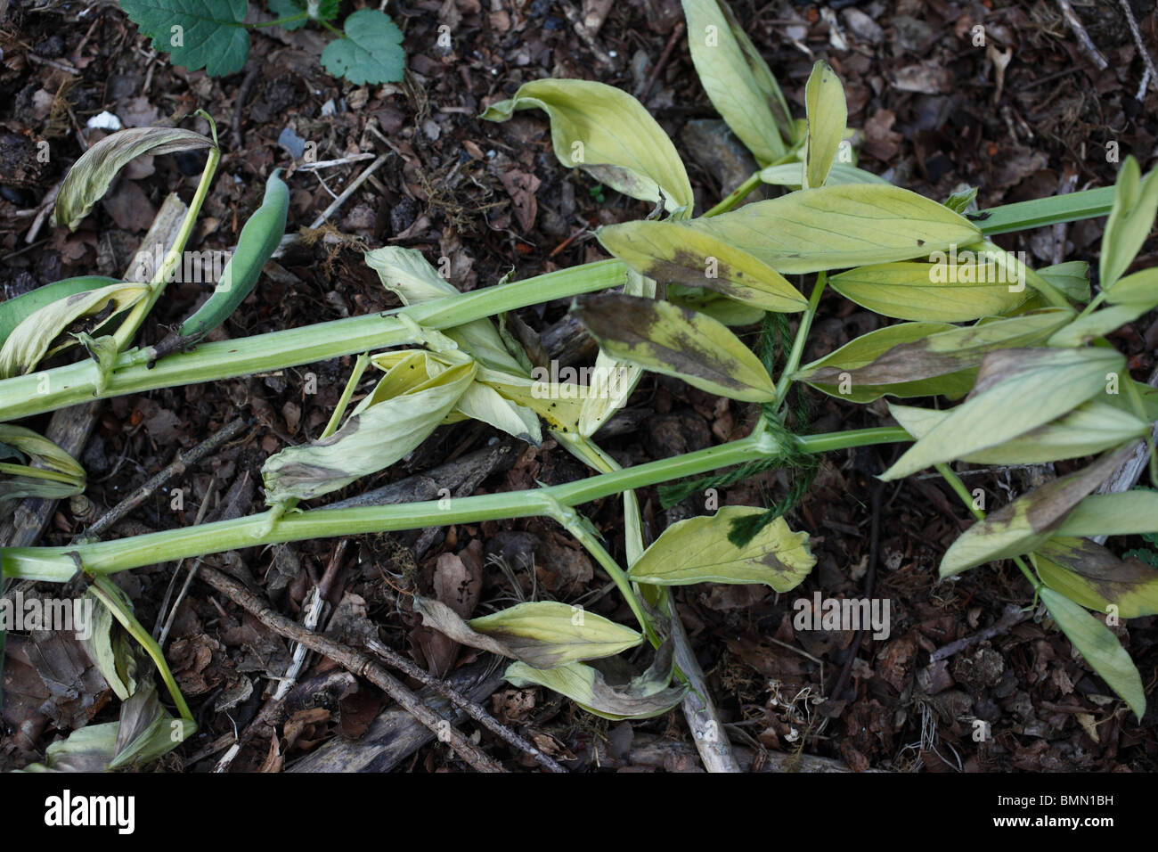 Leaves rot hi-res stock photography and images - Alamy