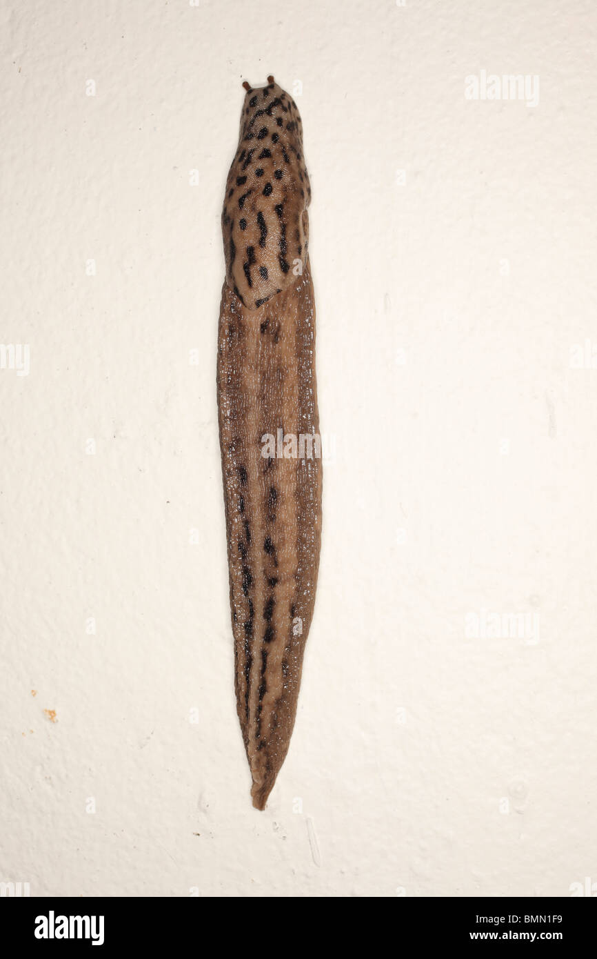 Crawling up wall hi-res stock photography and images - Alamy