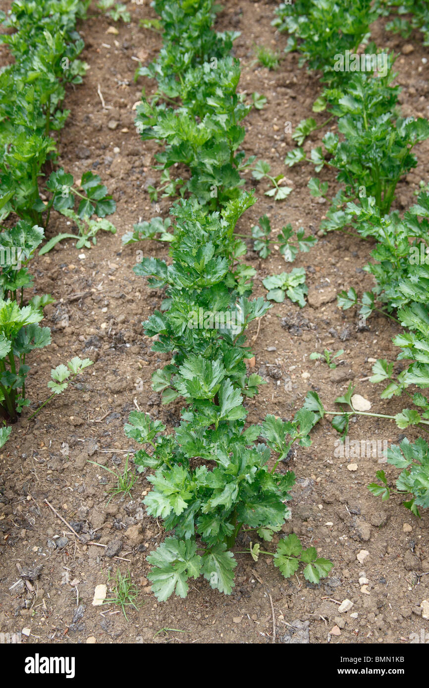 Apium Graveolens High Resolution Stock Photography and Images - Alamy