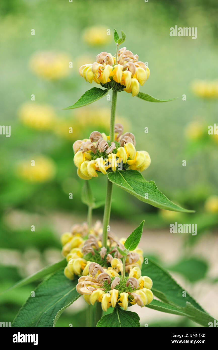 Jerusalem Sage Pruning