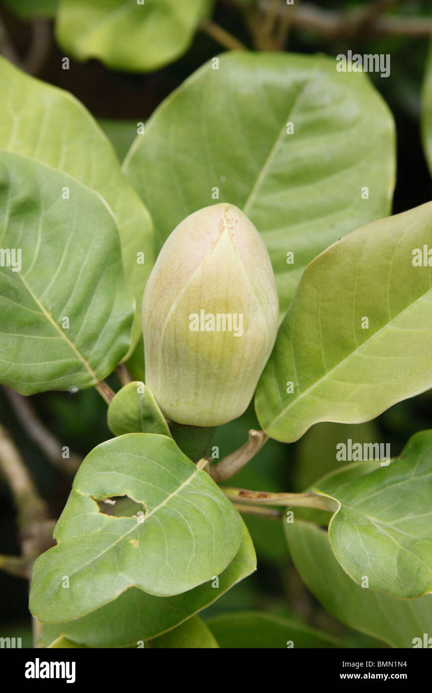 Magnolia delavayi close up of opening bud Stock Photo - Alamy