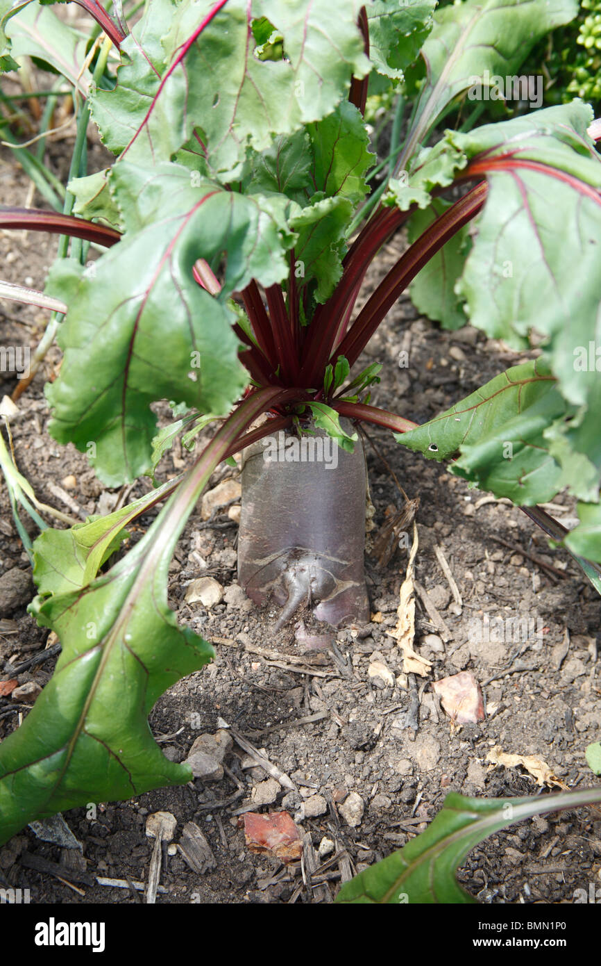 Beta vulgaris beetroot hi-res stock photography and images - Alamy