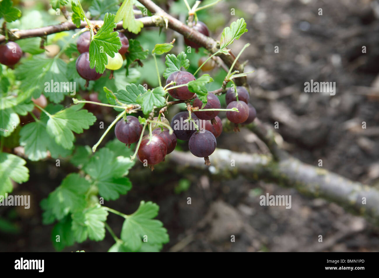 Worcesterberry (Ribes divercatum) close up of fruit Stock Photo - Alamy