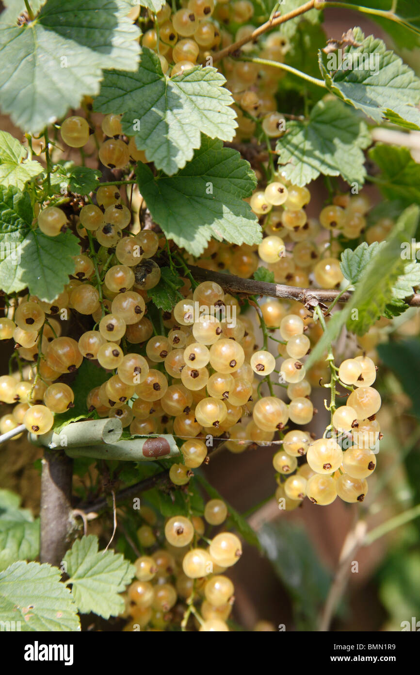 Ribes sativum fruit hi-res stock photography and images - Alamy