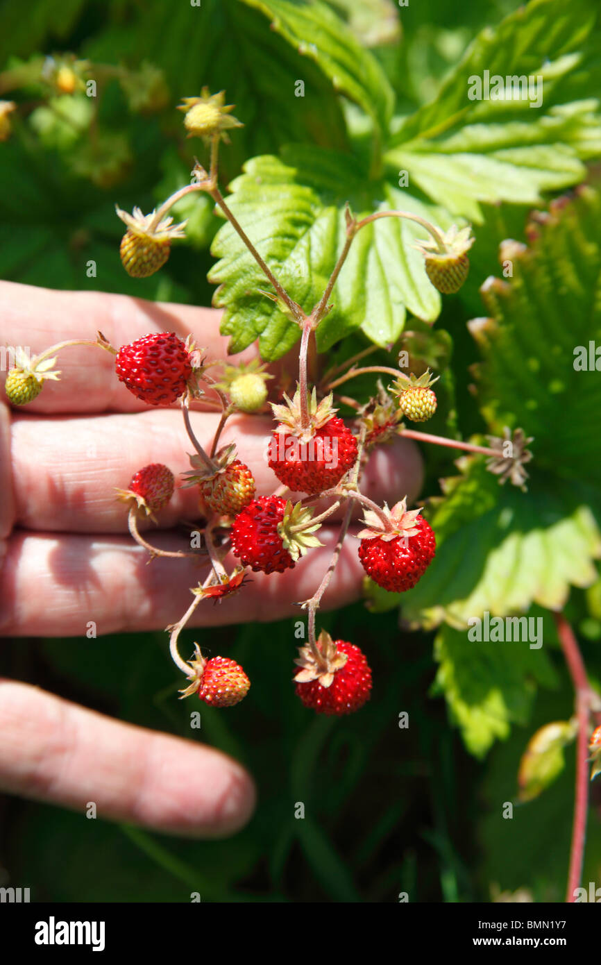 wild strawberry (Fragaria vesca) close up of ripe fruit Stock Photo - Alamy
