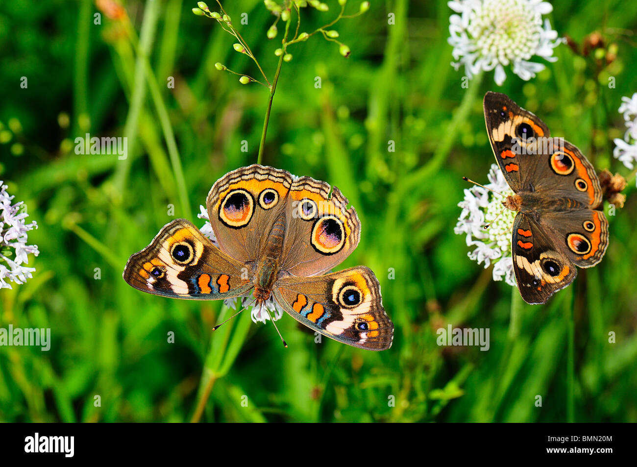 Buckeye bloom hi-res stock photography and images - Alamy