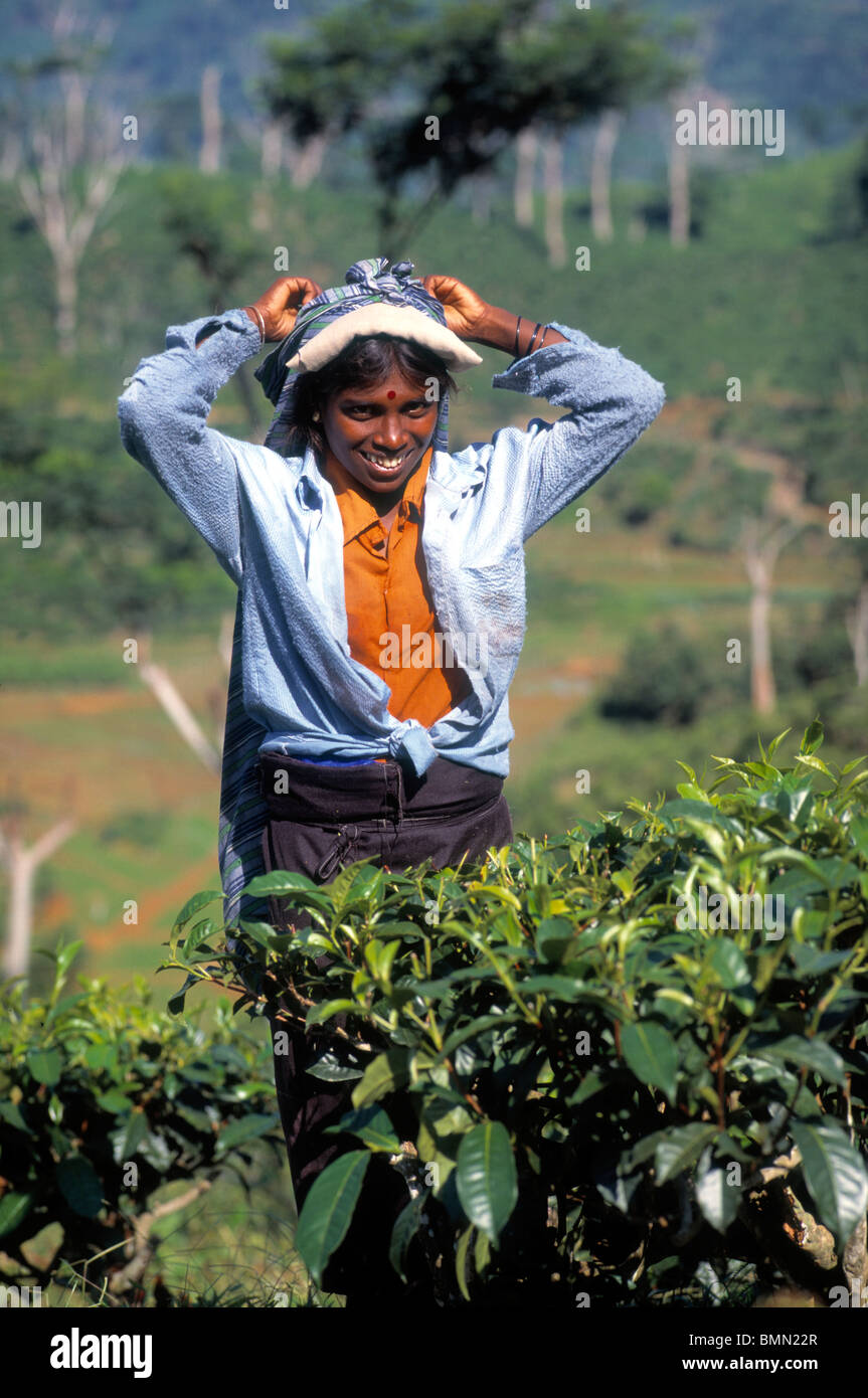 Sri Lanka, Tea Pickers Stock Photo - Alamy