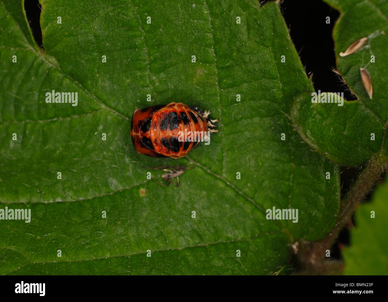 Seven spot ladybird (coccinella 7 punctata) pupa on leaf Stock Photo ...