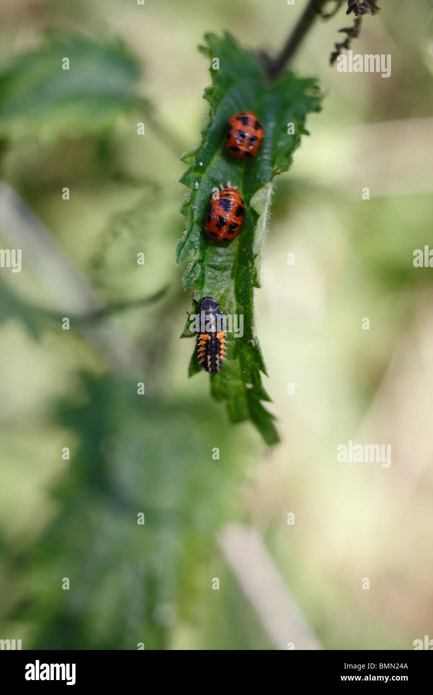 Seven spot ladybird (Coccinella 7 punctata) pupae and larva Stock Photo ...