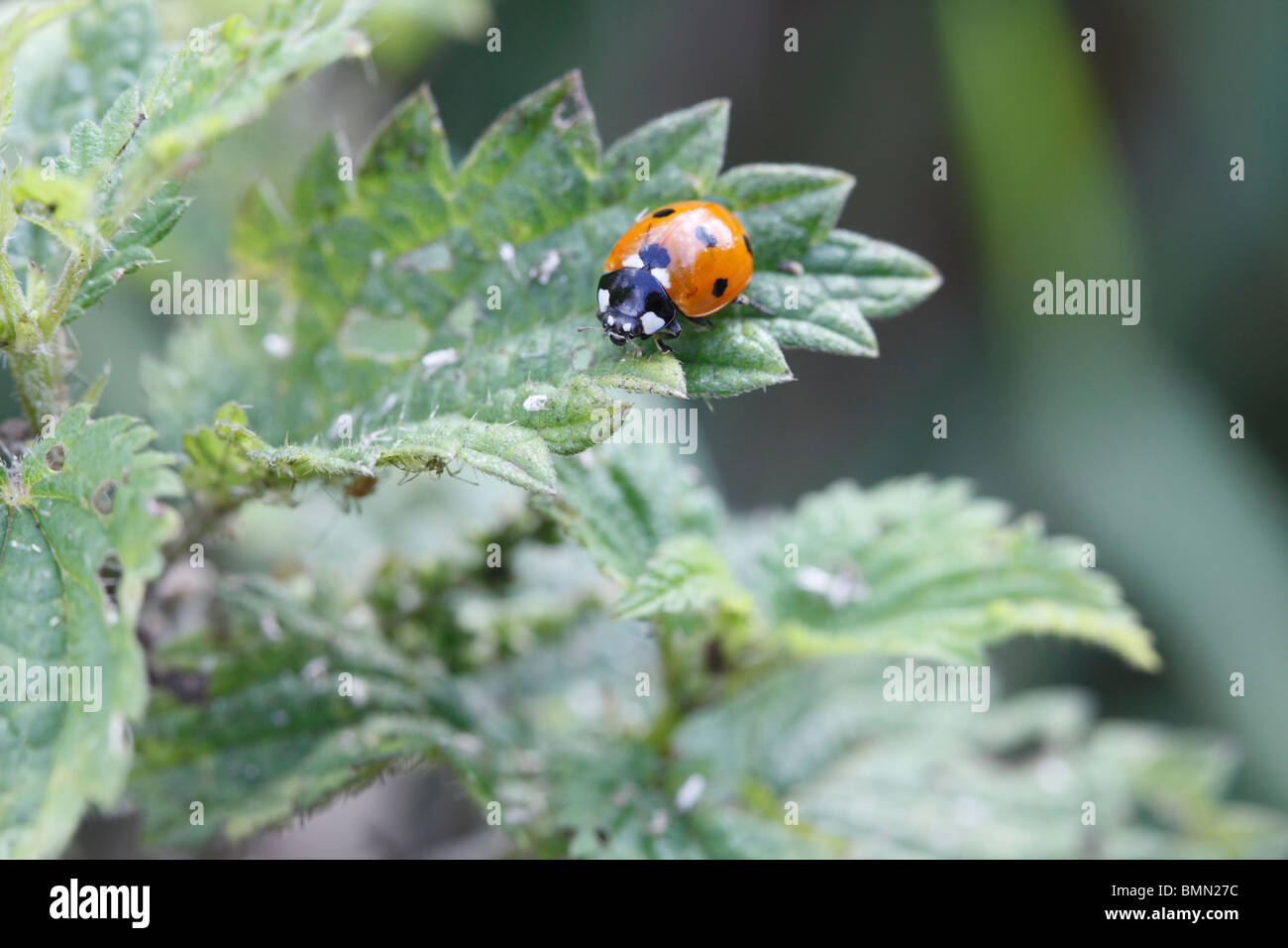 Seven spot ladybird (Coccinella 7 punctata) adult feeding Stock Photo ...